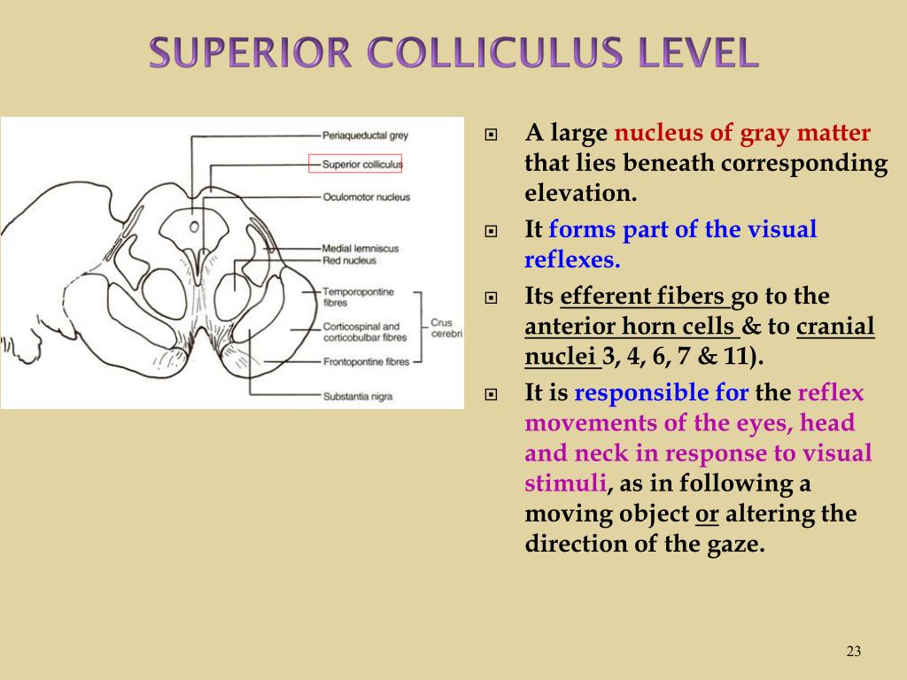 PPT - INTERNAL STRUCTURE OF THE BRAIN STEM By Dr. Sanaa Alshaarawy & Dr ...