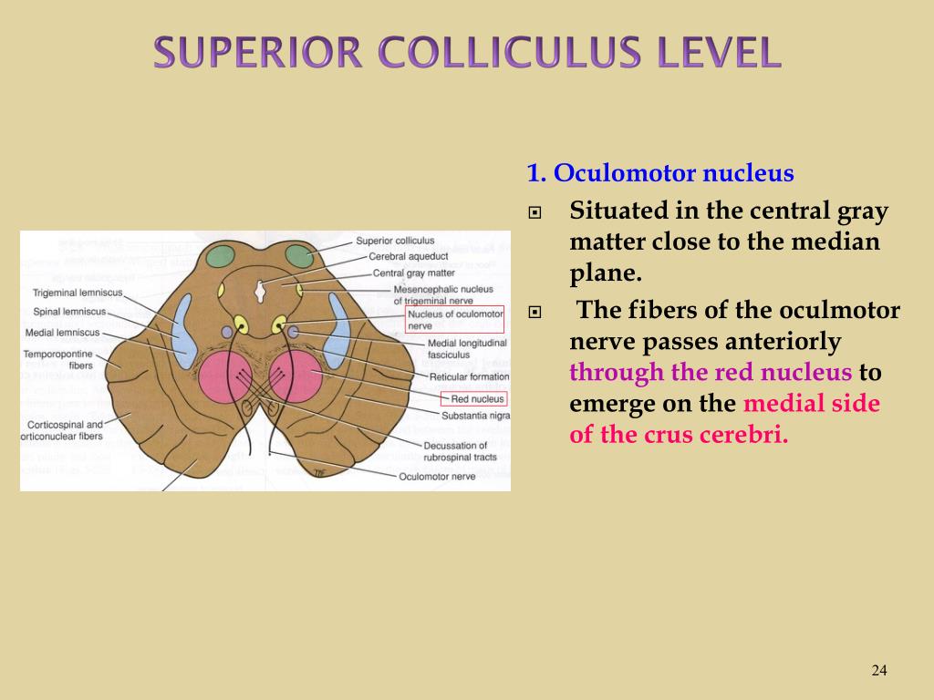 PPT - INTERNAL STRUCTURE OF THE BRAIN STEM By Dr. Sanaa Alshaarawy & Dr ...