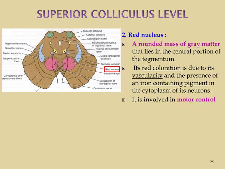 PPT - INTERNAL STRUCTURE OF THE BRAIN STEM By Dr. Sanaa Alshaarawy & Dr ...