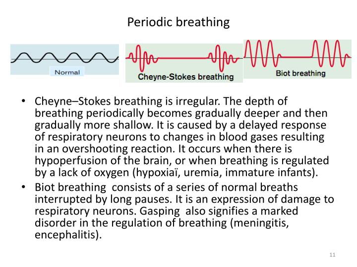 PPT - Pathophysiology of the respiratory system PowerPoint Presentation ...