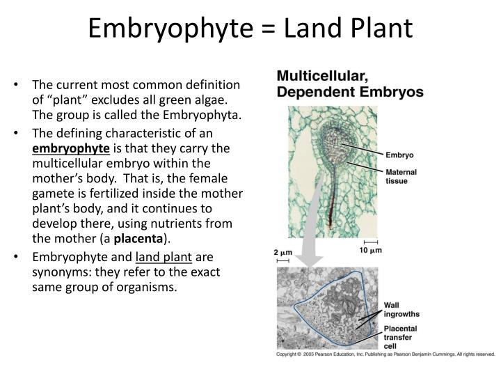 PPT - Spore-Forming Plants PowerPoint Presentation - ID:5880535