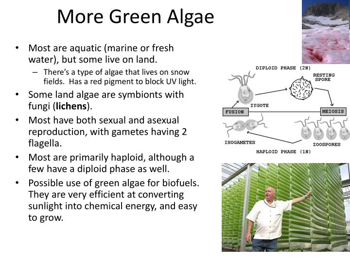 PPT - Spore-Forming Plants PowerPoint Presentation - ID:5880535