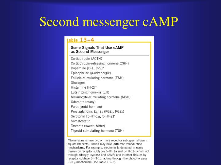 PPT - Passive vs. active transport PowerPoint Presentation - ID:5881009