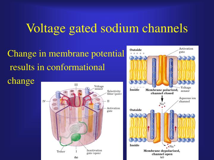 PPT - Passive vs. active transport PowerPoint Presentation - ID:5881009