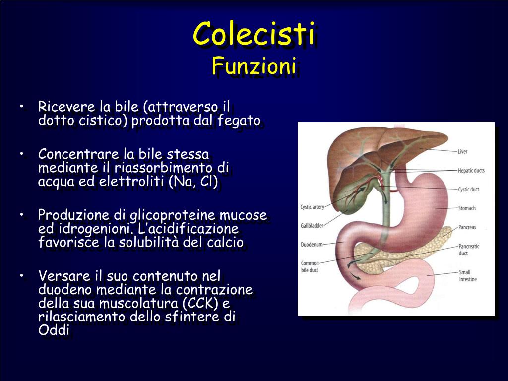PPT - Colecisti Funzioni PowerPoint Presentation, free download - ID ...