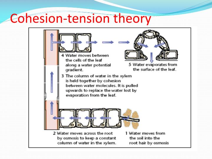 PPT - Exchange and Transport PowerPoint Presentation - ID:5882120