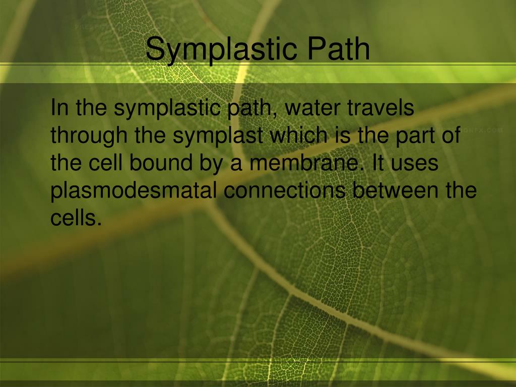 PPT - Water Transport in a Plant PowerPoint Presentation, free download ...