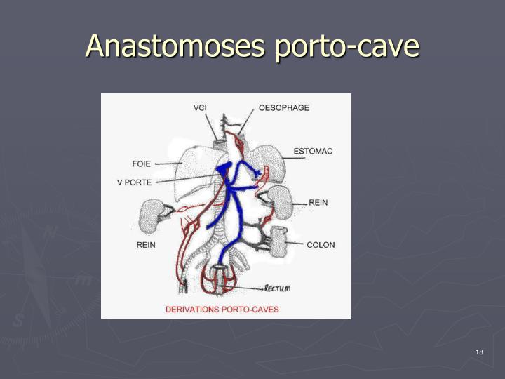 PPT - Anatomie tube digestif PowerPoint Presentation - ID:5882199