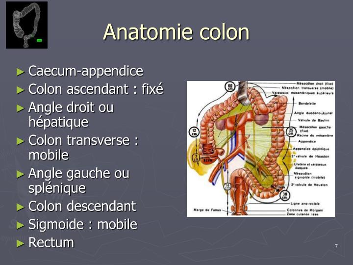 PPT - Anatomie tube digestif PowerPoint Presentation - ID:5882199