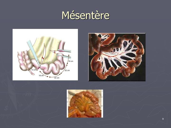 PPT - Anatomie tube digestif PowerPoint Presentation - ID:5882199