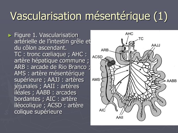 PPT - Anatomie tube digestif PowerPoint Presentation - ID:5882199