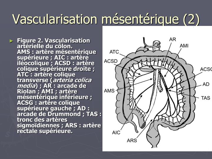 PPT - Anatomie tube digestif PowerPoint Presentation - ID:5882199