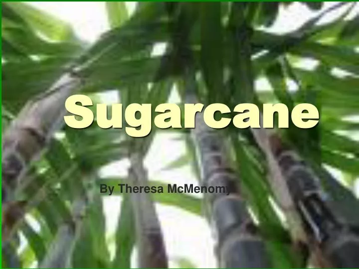 PPT - Sugarcane PowerPoint Presentation, free download - ID:5885865