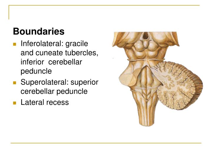 PPT - The brain stem PowerPoint Presentation - ID:5886010
