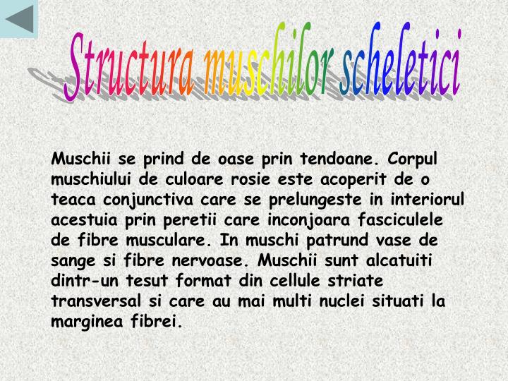 PPT - Sistemul Muscular PowerPoint Presentation - ID:5887034