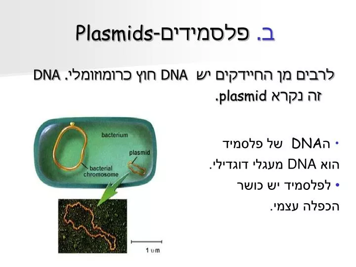 Ppt ב פלסמידים Plasmids Powerpoint Presentation Free Download Id 3225