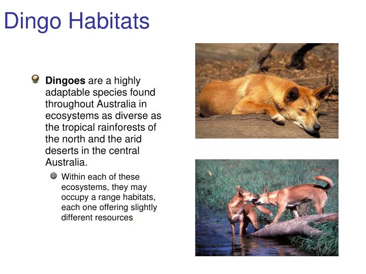 PPT - Chapter 9 Habitats, environment and survival PowerPoint ...