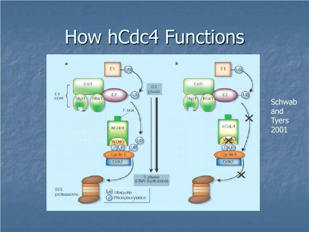 PPT - Fbw7/hCdc4/Ago and Endometrial Cancer PowerPoint Presentation ...