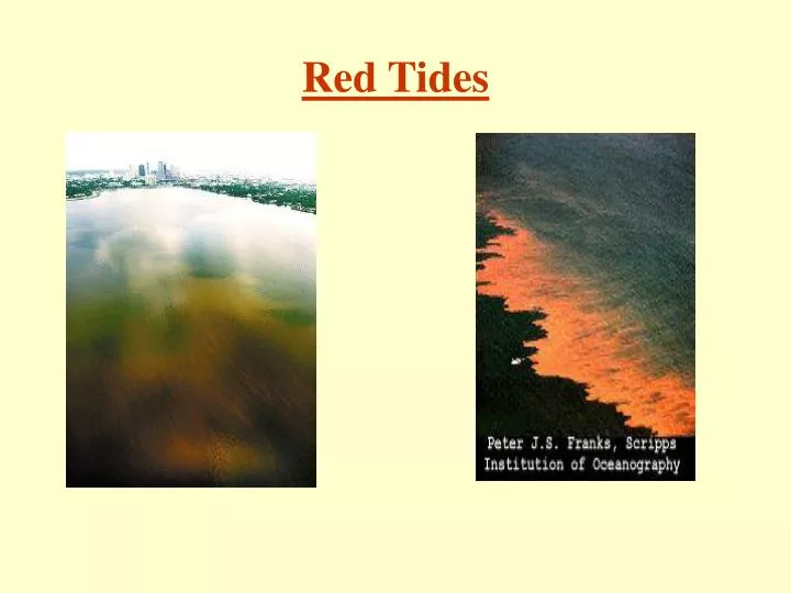 PPT - Red Tides PowerPoint Presentation, free download - ID:5890407