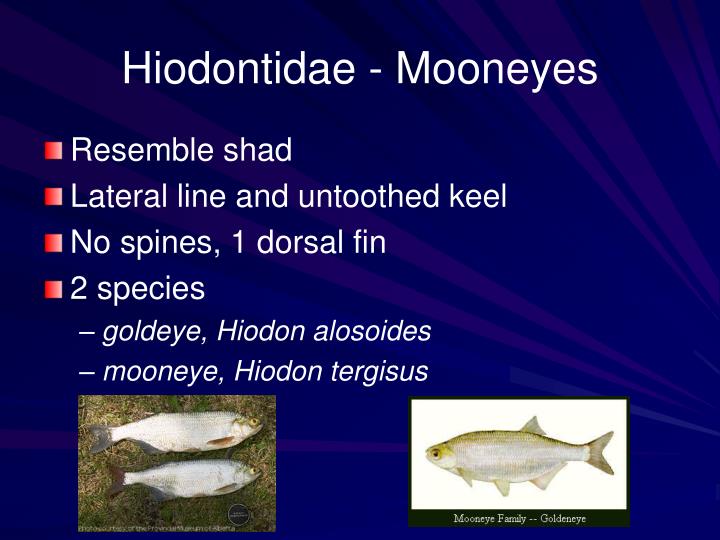 PPT - Superorder Osteoglossomorpha PowerPoint Presentation - ID:5895900