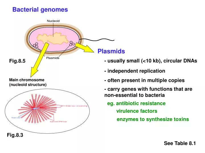 PPT - Bacterial genomes PowerPoint Presentation, free download - ID:5897886