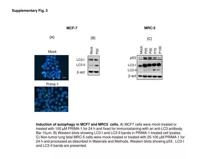 PPT - MRC-5 PowerPoint Presentation, free download - ID:5898586