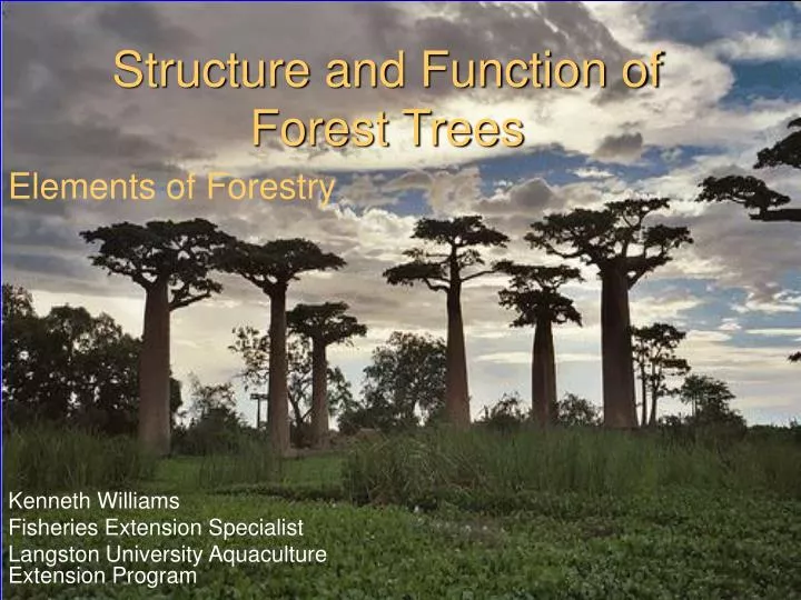 PPT - Structure and Function of Forest Trees PowerPoint Presentation ...