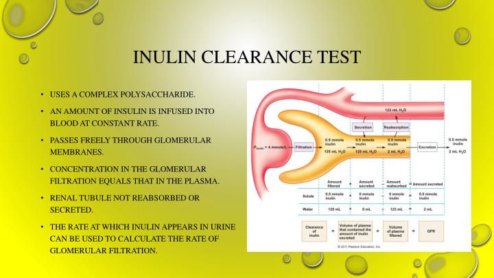 PPT - Renal system PowerPoint Presentation - ID:5901922