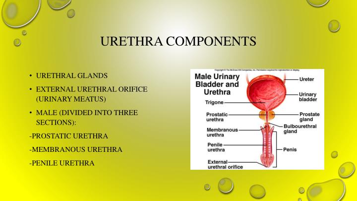 PPT - Renal system PowerPoint Presentation - ID:5901922