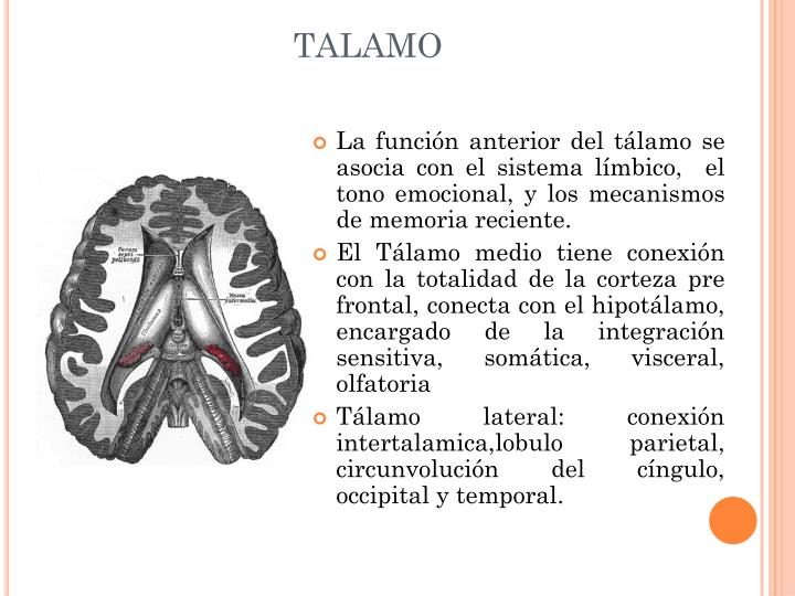 PPT - DIENCEFALO PowerPoint Presentation - ID:5905337