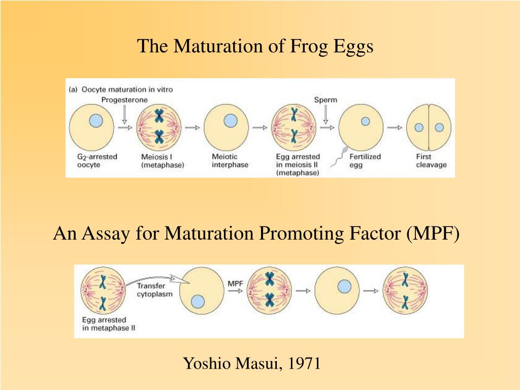 PPT - Buněčný cyklus - principy regulace buněčného růstu a buněčného ...