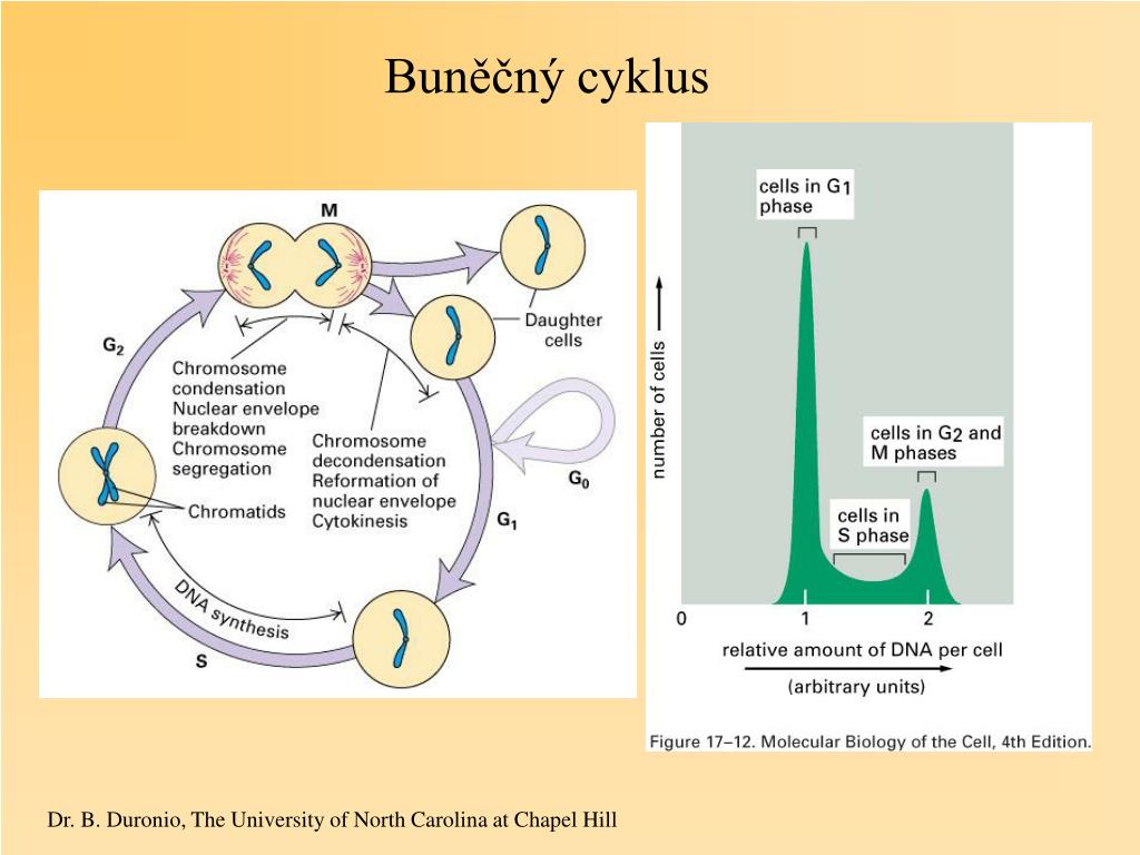 PPT - Buněčný cyklus - principy regulace buněčného růstu a buněčného ...