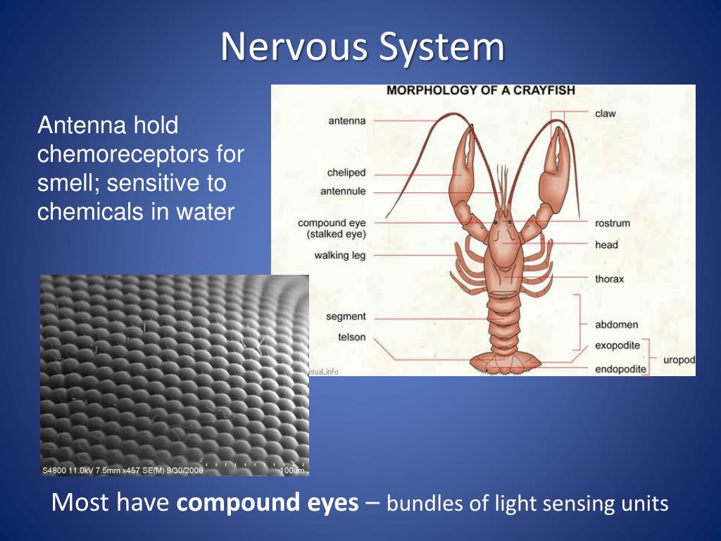 PPT - The Crustaceans -- Marine Arthropods & their Relatives PowerPoint ...