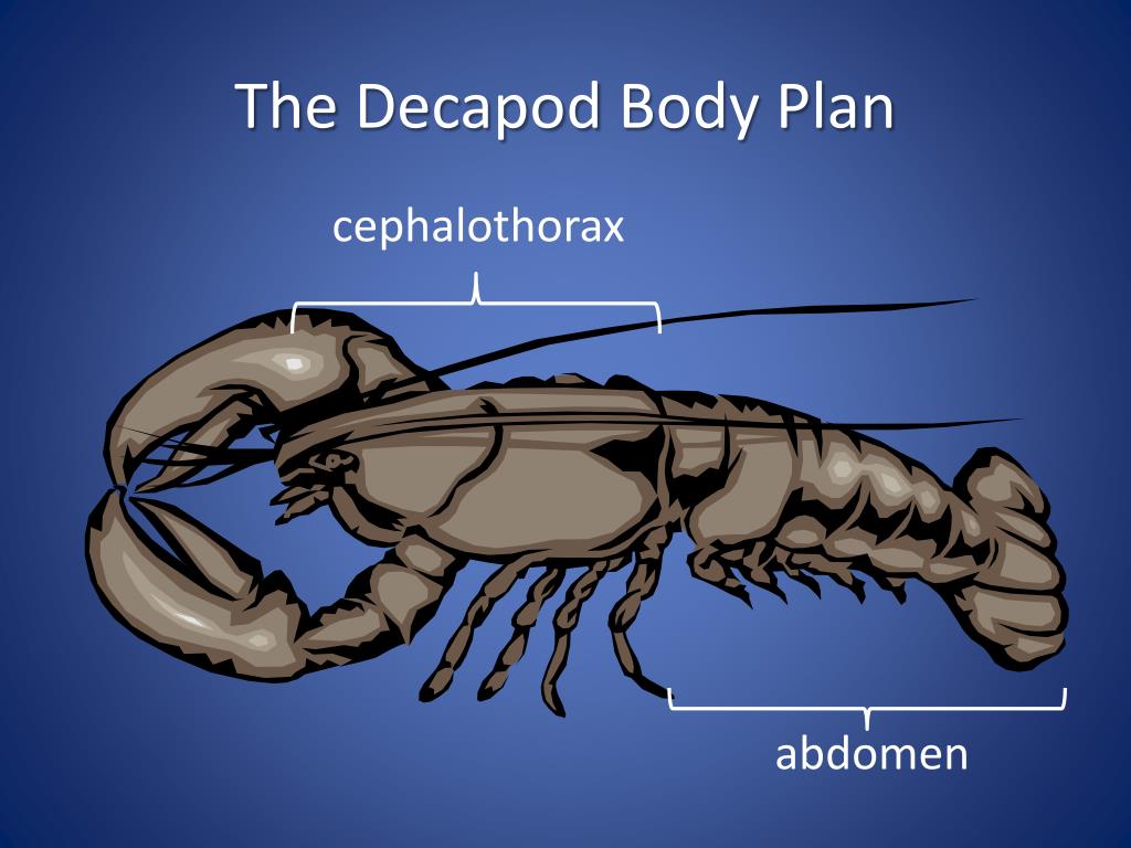 PPT - The Crustaceans -- Marine Arthropods & their Relatives PowerPoint ...