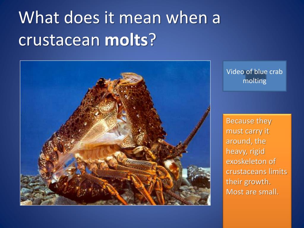 PPT - The Crustaceans -- Marine Arthropods & their Relatives PowerPoint ...