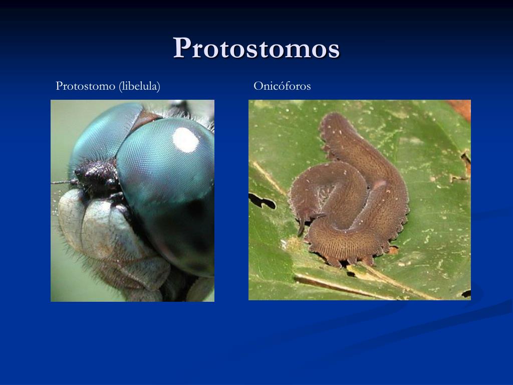 PPT - El reino Animal PowerPoint Presentation, free download - ID:5912917