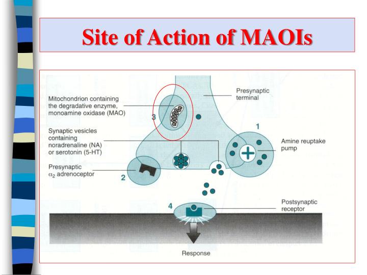 PPT - Monoamine Oxidase Inhibitors PowerPoint Presentation - ID:5914020