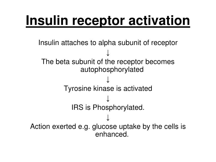PPT - PANCREATIC HORMONES PowerPoint Presentation - ID:5916544