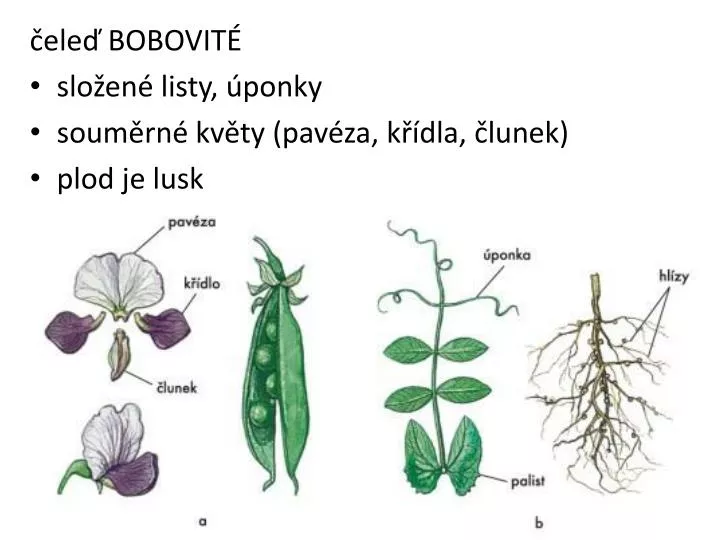 PPT - čeleď BOBOVITÉ složené listy, úponky souměrné květy (pavéza ...