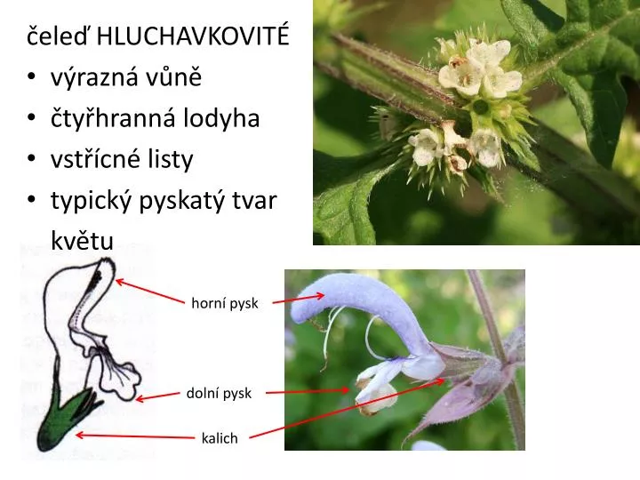PPT - čeleď HLUCHAVKOVITÉ výrazná vůně čtyřhranná lodyha vstřícné listy ...