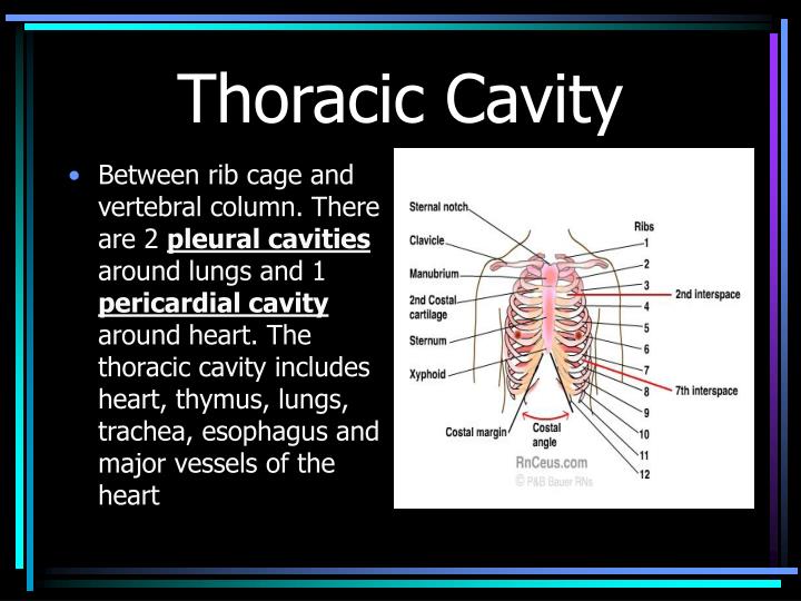 PPT - Body regions PowerPoint Presentation - ID:5918064
