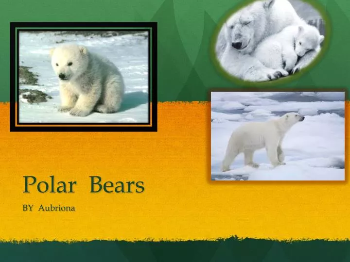 PPT - Polar Bears PowerPoint Presentation, free download - ID:5922522