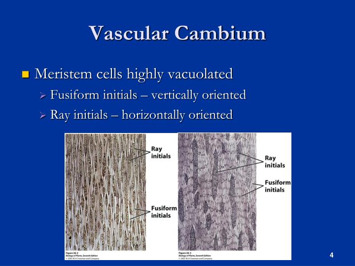 PPT - Secondary Growth in Stems (and Roots) PowerPoint Presentation ...