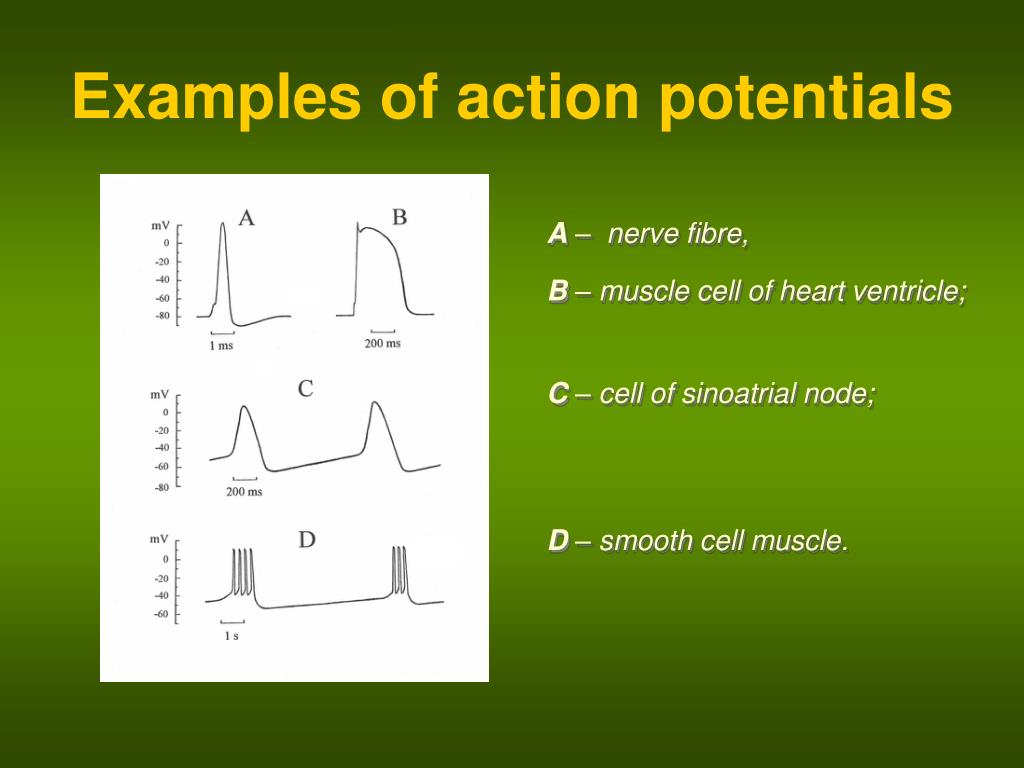PPT - Biological membranes and bioelectric phenomena PowerPoint ...