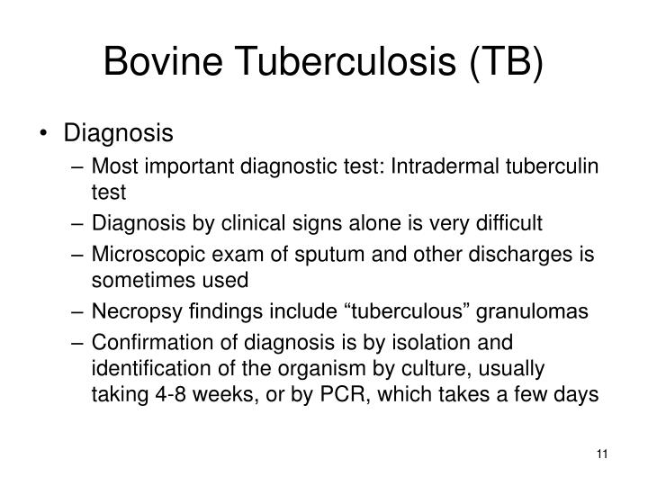 PPT - Bovine Tuberculosis (TB) PowerPoint Presentation - ID:5927592