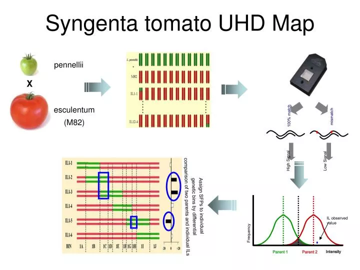 PPT - Syngenta tomato UHD Map PowerPoint Presentation, free download ...
