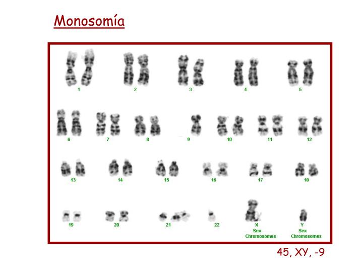 PPT - Alteraciones cromosómicas numéricas Euploidias , Aneuploidias y ...