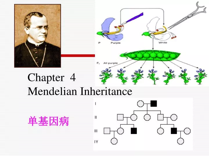 PPT - Chapter 4 Mendelian Inheritance PowerPoint Presentation, free ...