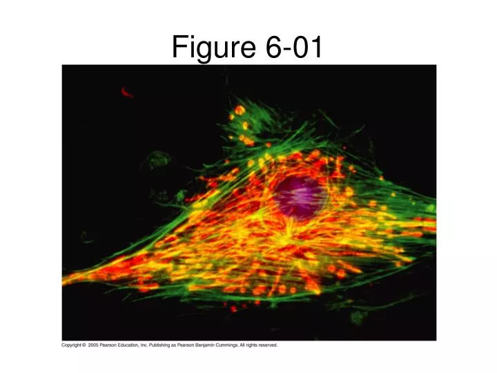 PPT - Figure 6-01 PowerPoint Presentation, free download - ID:5932401