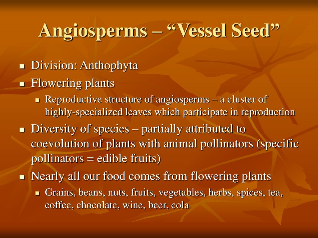 PPT - Chapter 30 Plant Diversity II: Evolution of Seed Plants ...